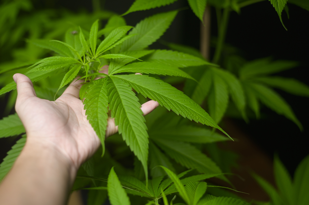 New York Marijuana Laws — What You Need to Know - Rosenbaum Personal ...